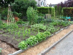 What a Lovely Planting Strip! - SDOT Blog