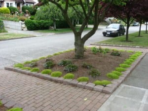 What a Lovely Planting Strip! - SDOT Blog