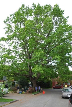 Heritage Tree Program recognizes Seattle’s best trees - SDOT Blog