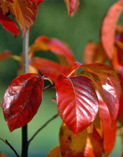 The trees are coming! The trees are coming! - SDOT Blog