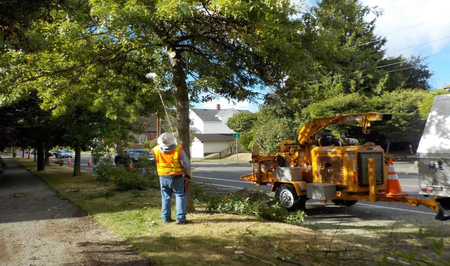 Healthier and Safer Street Trees - SDOT Blog
