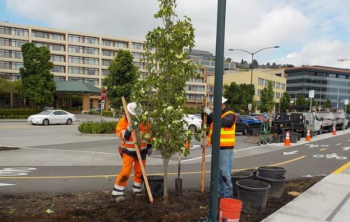Contribute to climate resilience, plant a tree! - SDOT Blog